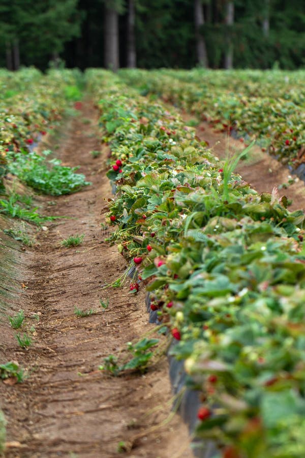 Strawberry Bush in a Row Ready To Be Picked Stock Photo - Image of ...