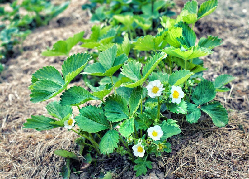 Strawberry Bush with Spring Flowers Stock Image - Image of bloom, crop ...
