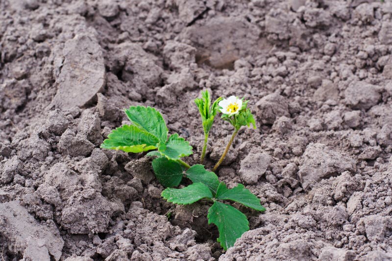 Strawberry bush stock image. Image of ground, background - 81340877