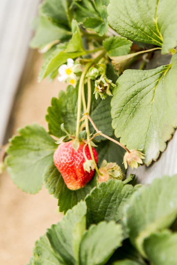 Strawberry on Bush Waiting To Be Picked Stock Image - Image of foliage ...
