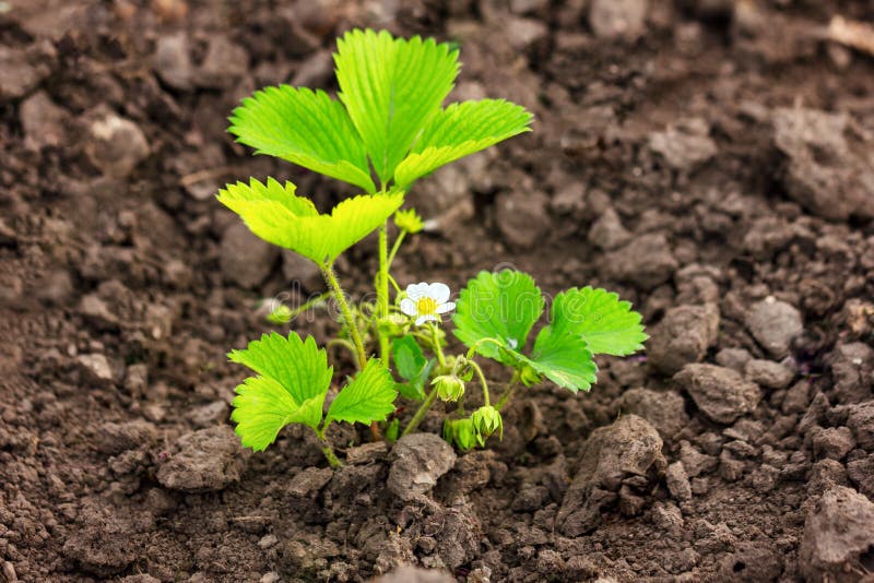 The Strawberry Bushes in Bloom , Growing in the Ground Stock Image ...