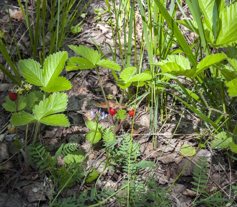 Strawberry Bushes in the Summer Stock Photo - Image of aroma, landscape ...