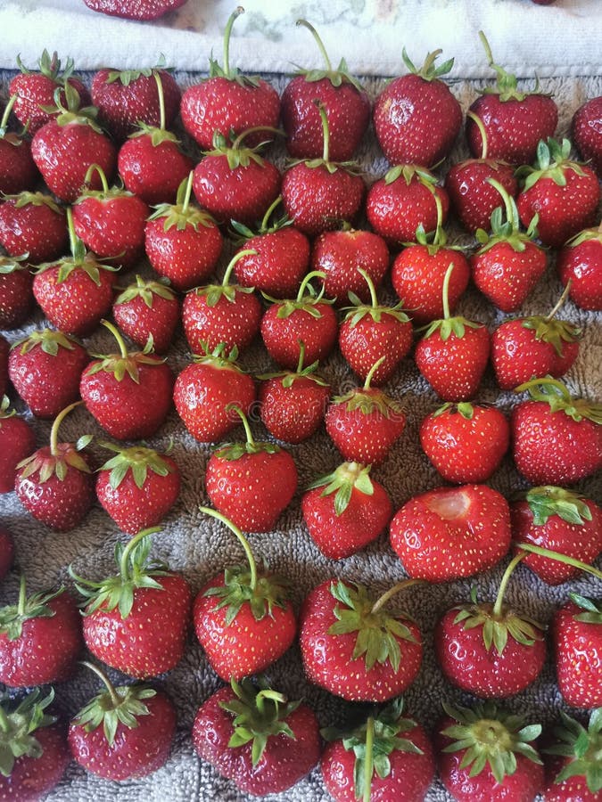 Strawberry in Canada stock photo. Image of strawberry - 273499542
