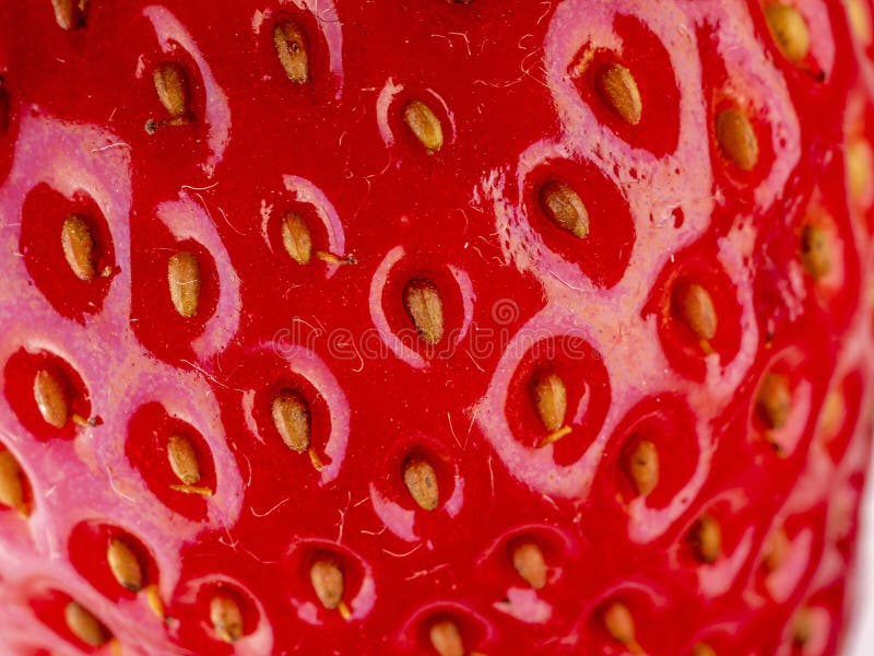Strawberry Close-up. Macro Photography Stock Photo - Image of organ ...