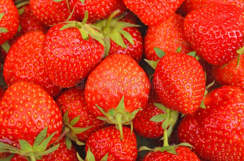 Strawberry, close up stock photo. Image of seasonal, healthy - 73110046