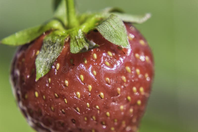 Strawberry Close Up,Fresh Ripe Perfect Strawberry,wallpaper Stock Image ...