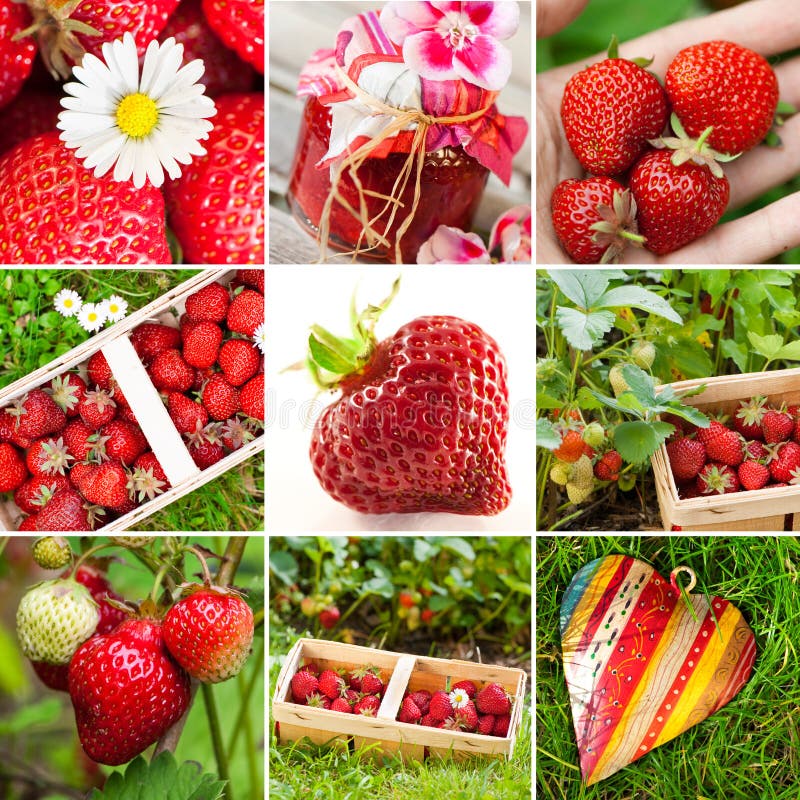 Strawberry collage stock photo. Image of bright, fruit - 45398232