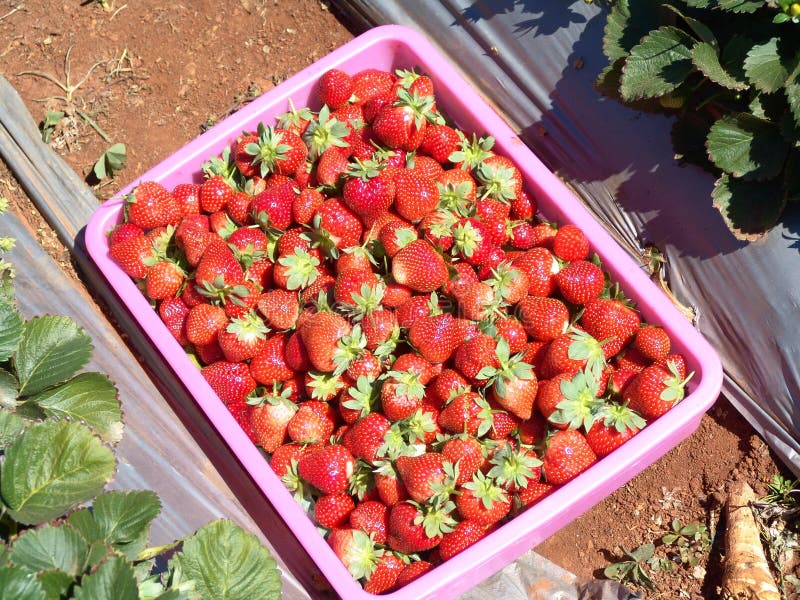 Strawberry Crop stock image. Image of mahabaleshwar, harvest - 29336335