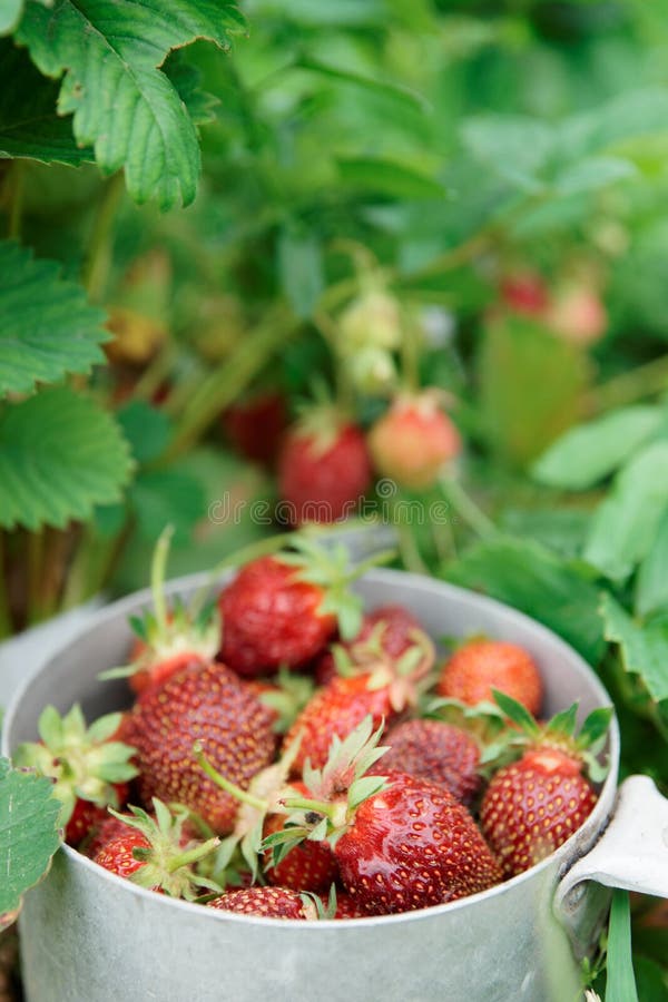 Strawberry crop stock photo. Image of food, gathering - 43413464