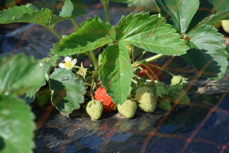 Strawberry cultivation stock image. Image of berry, spring - 114940685