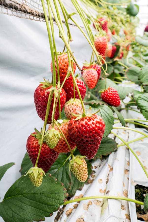 Strawberry Cultivation in Plant Stock Image - Image of strawberries ...
