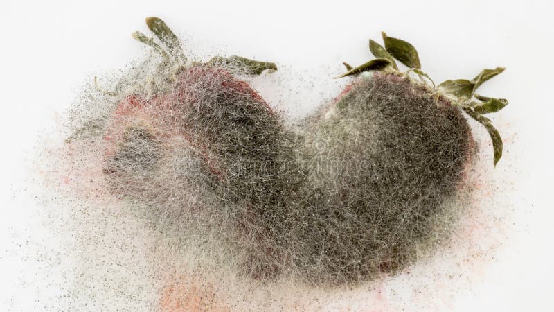 Time Lapse of Rotting Crushed Strawberries and the Development of Mold ...