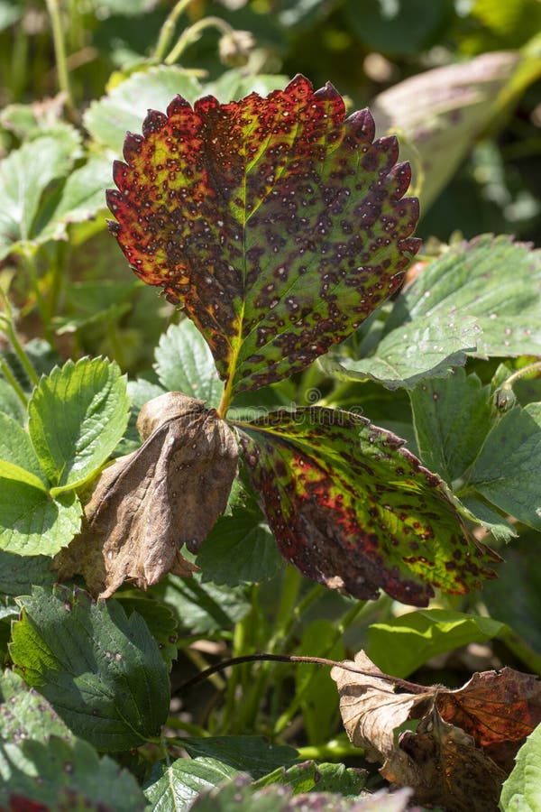 Strawberry disease stock photo. Image of common, closeup - 242925496