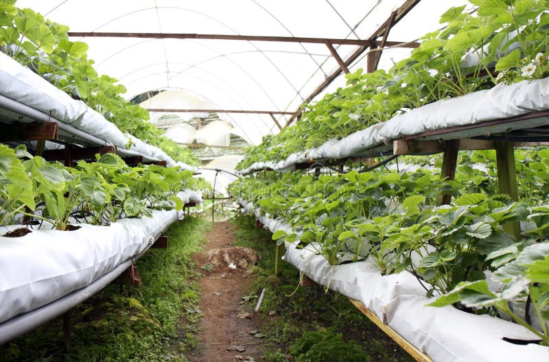 Strawberry Farm stock photo. Image of stack, cultivation - 12046448