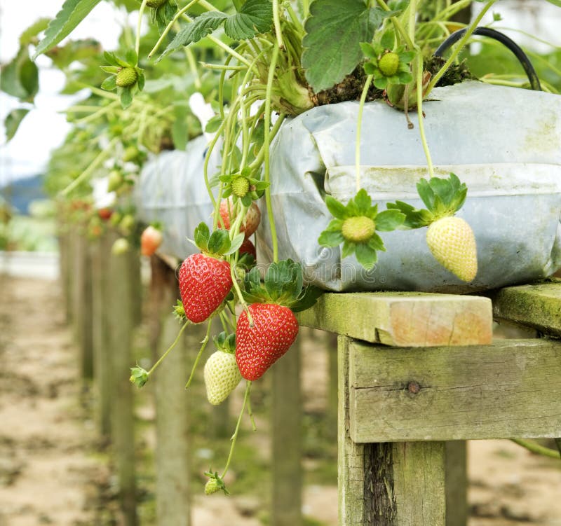 Strawberry farm stock photo. Image of juice, berry, agriculture - 29963658