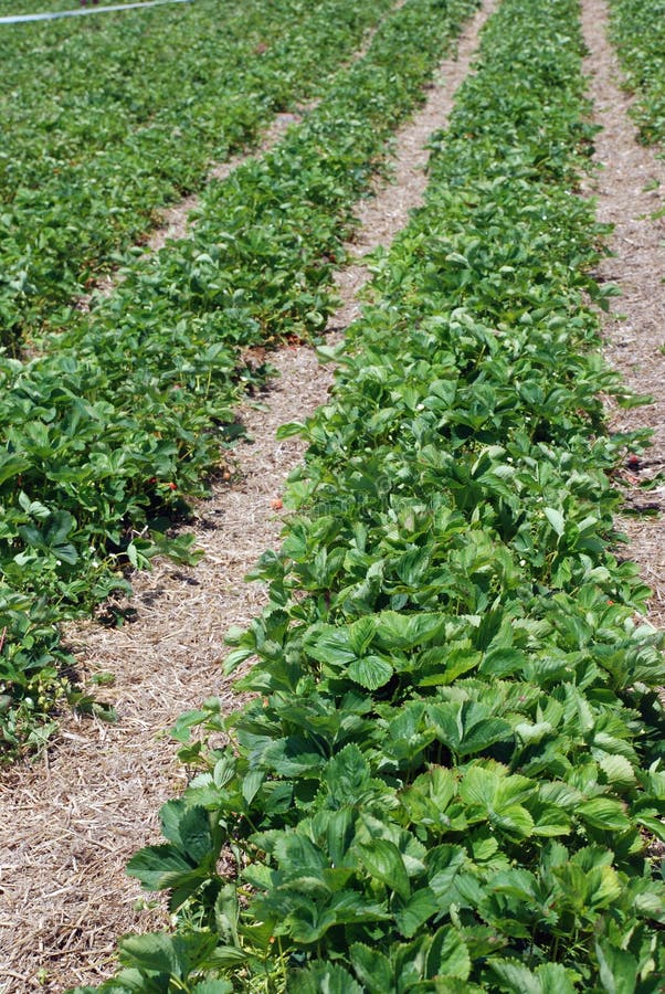 Strawberry farm stock image. Image of grow, landscaping - 2683969