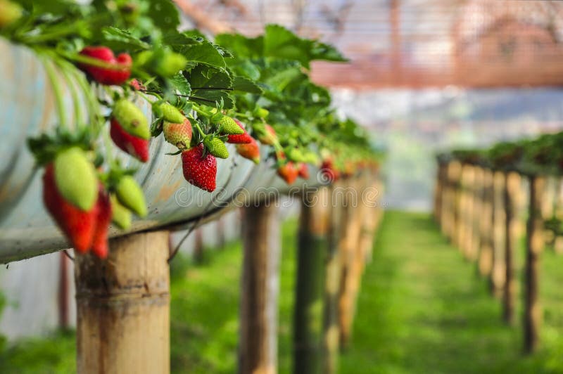 Strawberry farm stock photo. Image of house, field, agriculture - 29512952
