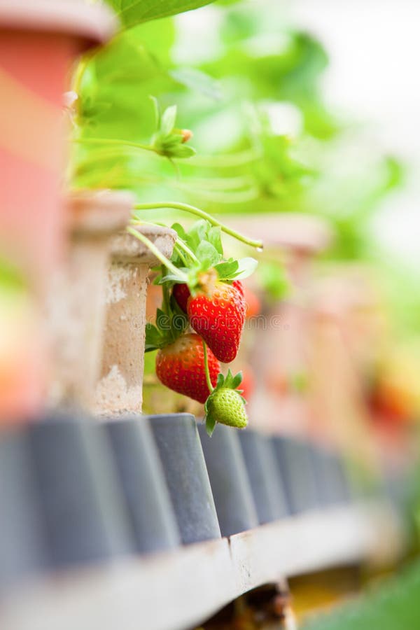 Strawberry farm stock photo. Image of farm, farming, crop - 40636856