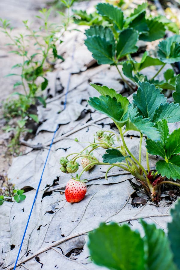 Strawberry farm stock image. Image of juice, delicious - 76240489