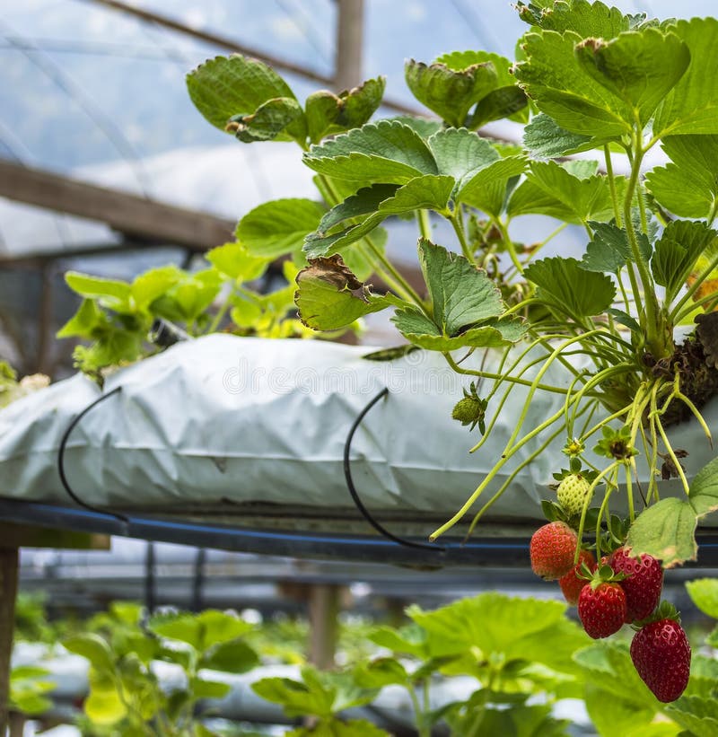Strawberry farm stock photo. Image of field, fruit, nutrition - 34794774