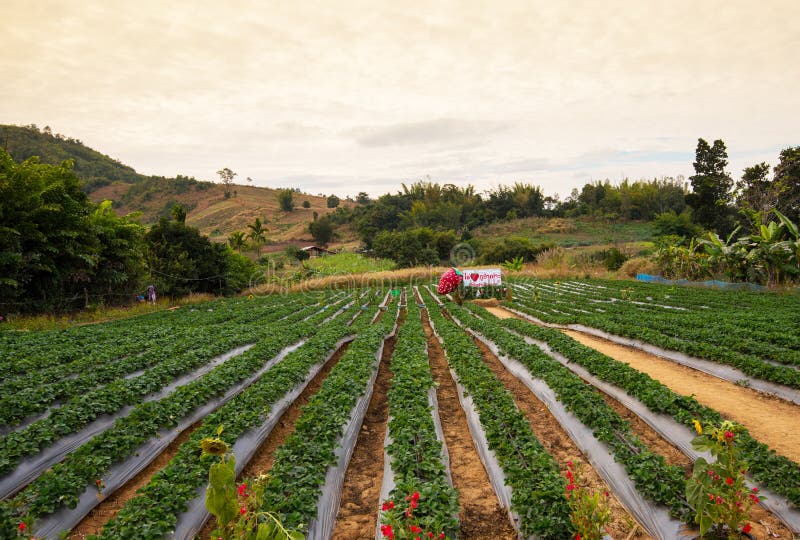 Strawberry Farm stock photo. Image of blur, fresh, farmland - 85199974