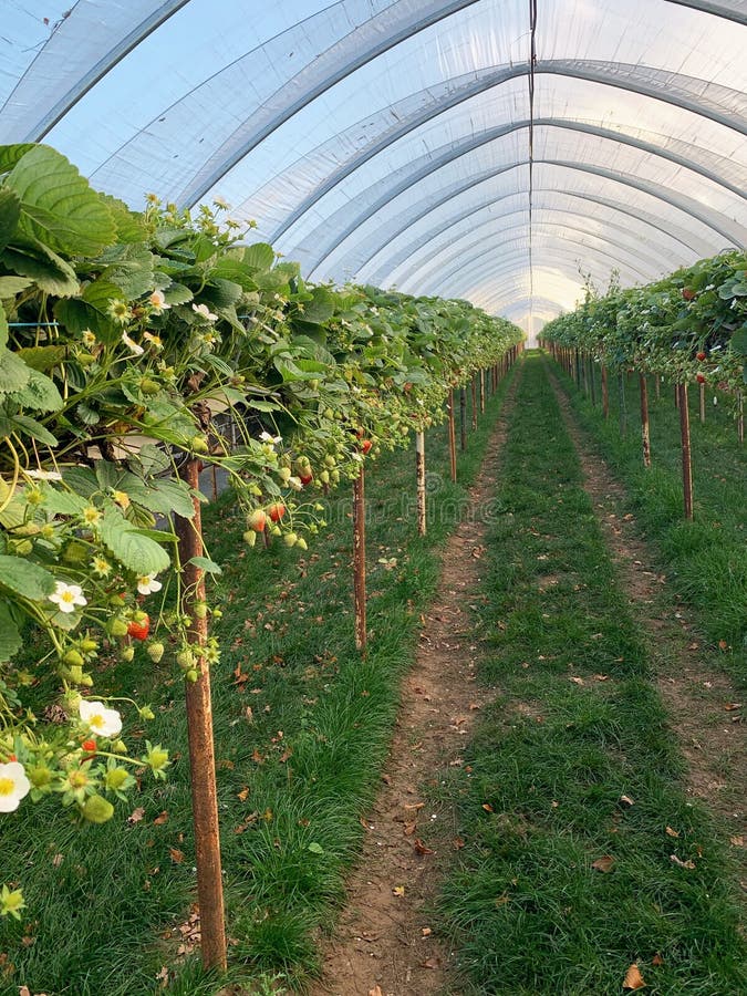 Strawberry farm stock photo. Image of mass, green, long - 203233030