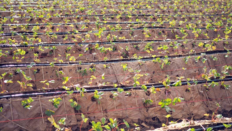 Strawberry Farm. Strawberry Plantation the Natural Way without Plastic ...