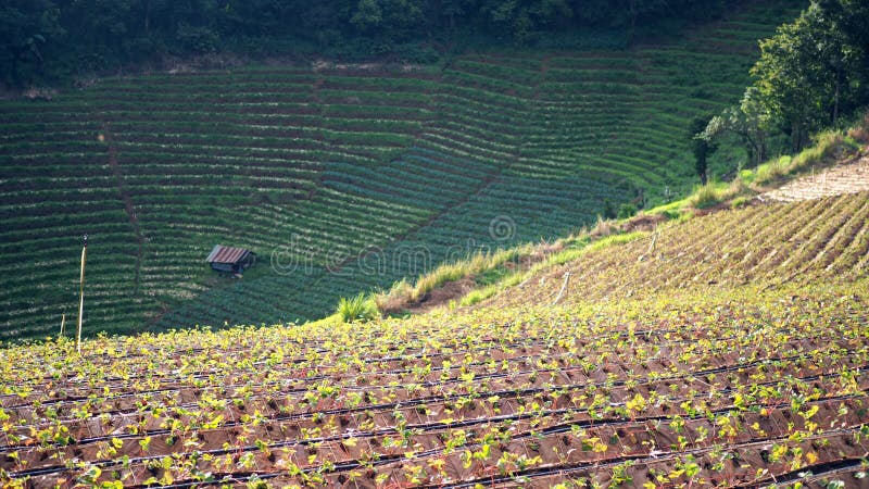 Strawberry Farm. Strawberry Plantation the Natural Way without Plastic ...