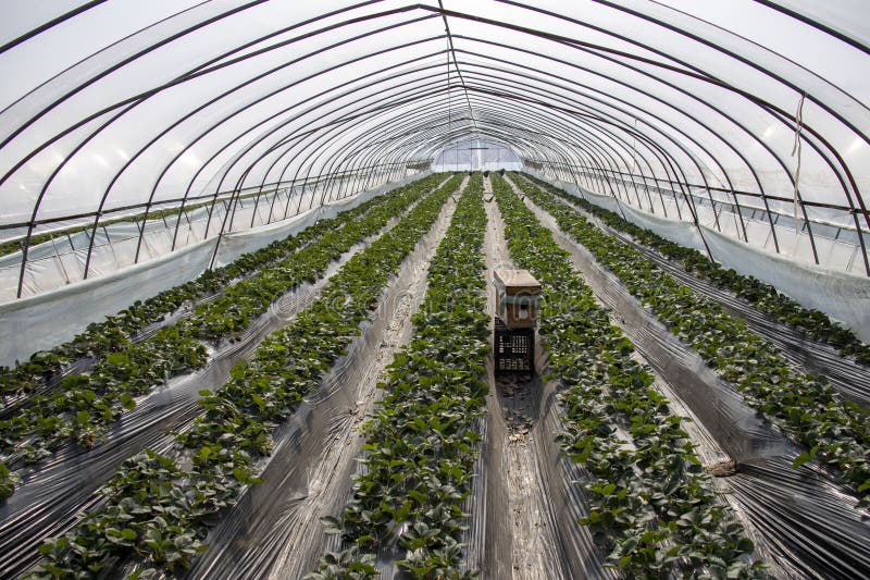 Strawberry Farm in a Warm House Stock Photo - Image of healthy, farmer ...