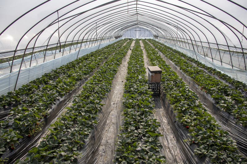 Strawberry Farm in a Warm House Stock Image - Image of freshness ...