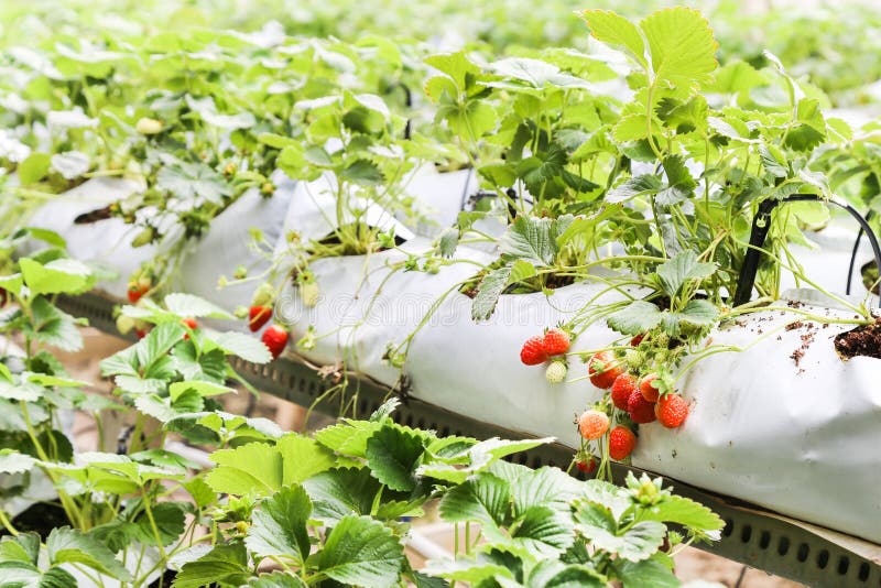 Strawberry Farming in Containers with Canopy and Water Irrigation ...