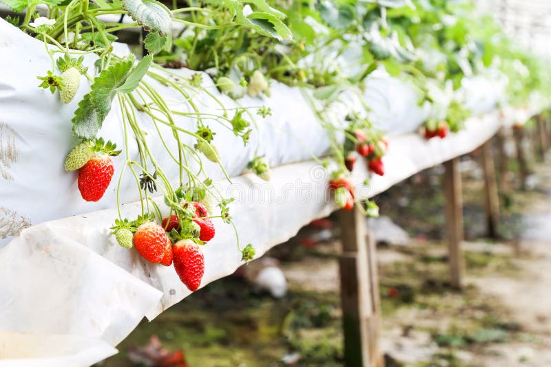 Strawberry Farming in Containers with Canopy and Water Irrigation ...