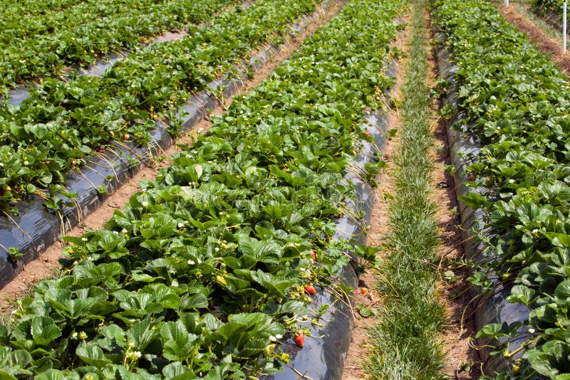Strawberry farming stock image. Image of produce, strawberries - 47890361