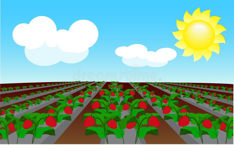 Strawberry field stock vector. Illustration of beauty - 17090673