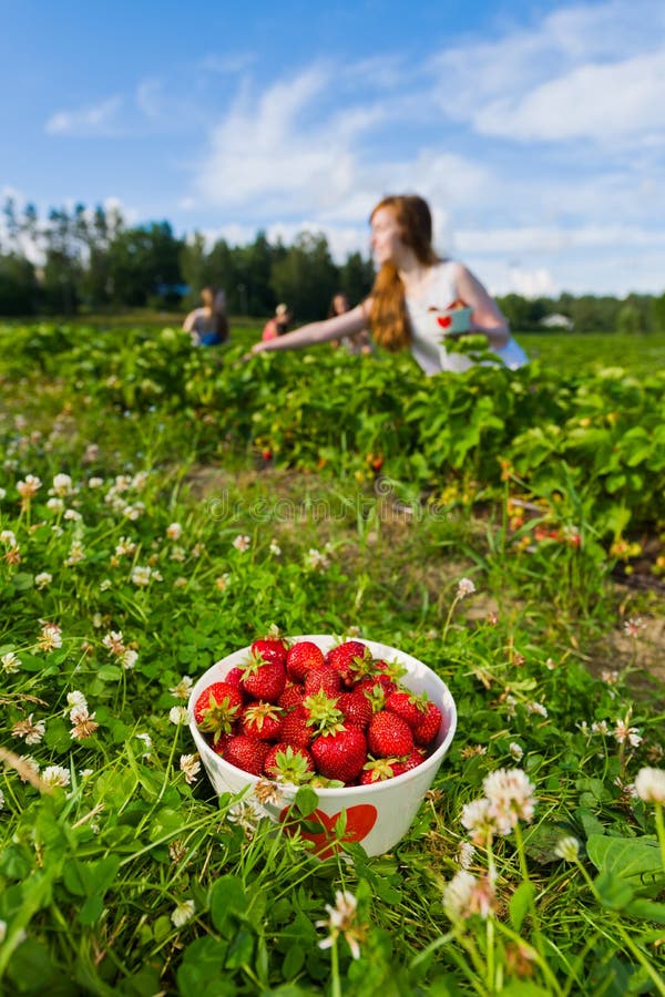 Strawberry field stock image. Image of farm, gardening - 25780479