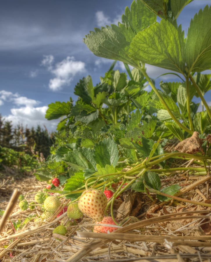 Strawberry field stock image. Image of agriculture, crop - 26479883