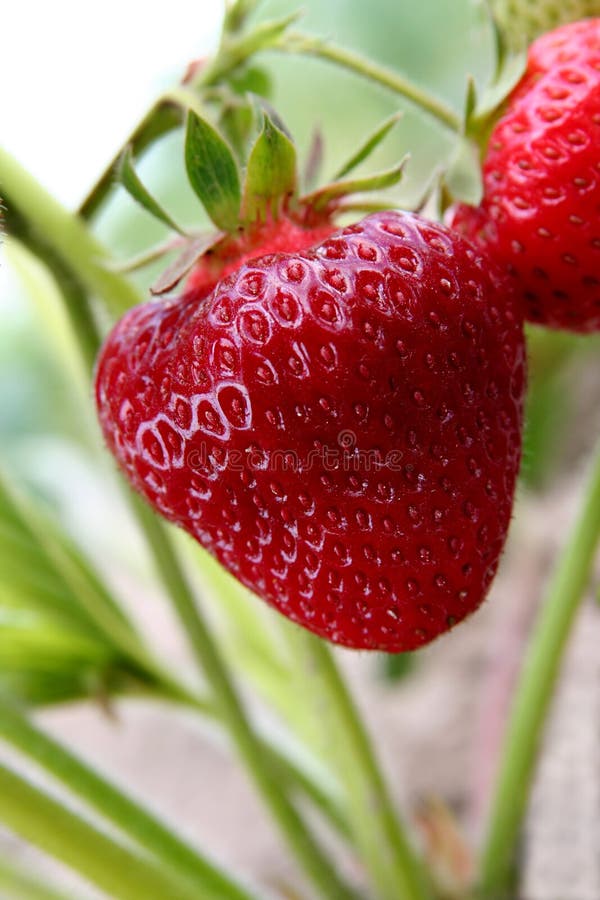 Strawberry field stock image. Image of rows, landscaped - 14458259