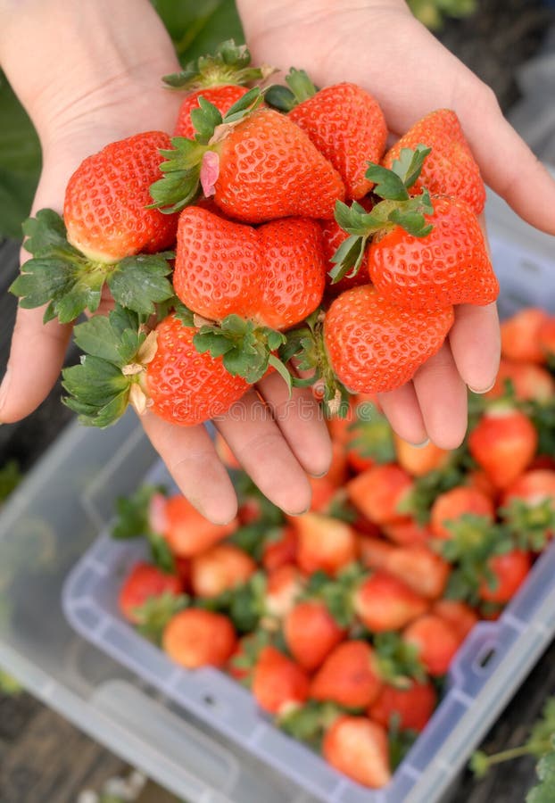 Strawberry in the field stock image. Image of pick, picking - 7455843