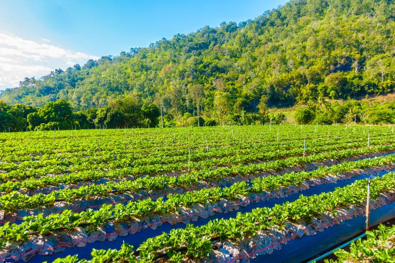 Strawberry field stock image. Image of gardening, angkhang - 83302531