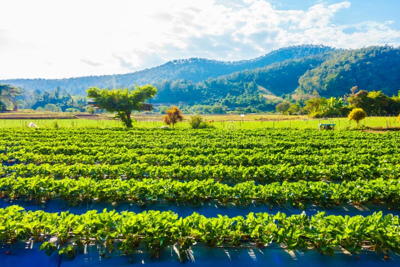 Strawberry field stock image. Image of cultivation, green - 83345875