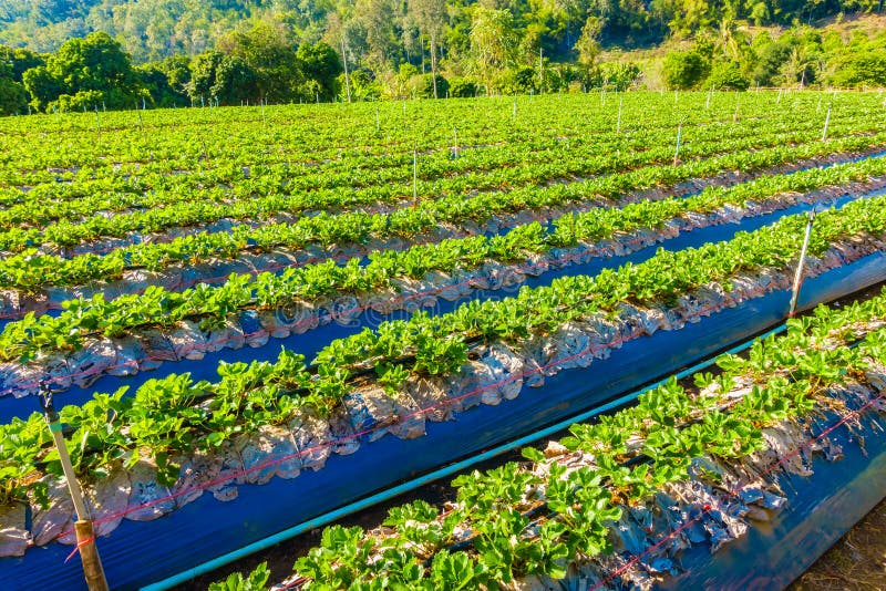 Strawberry field stock photo. Image of fruit, farmland - 83726280