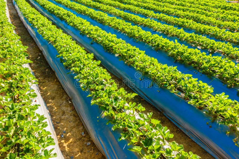 Strawberry field stock image. Image of garden, mountain - 83848289