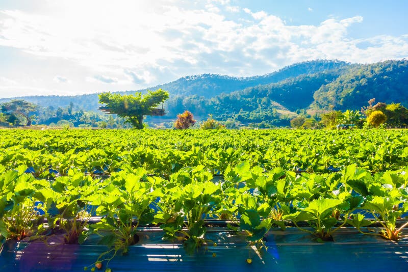 Strawberry field stock image. Image of spring, field - 84264645