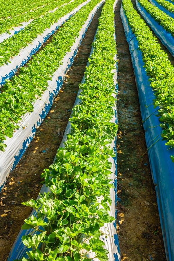 Strawberry field stock photo. Image of thailand, mountain - 84467542
