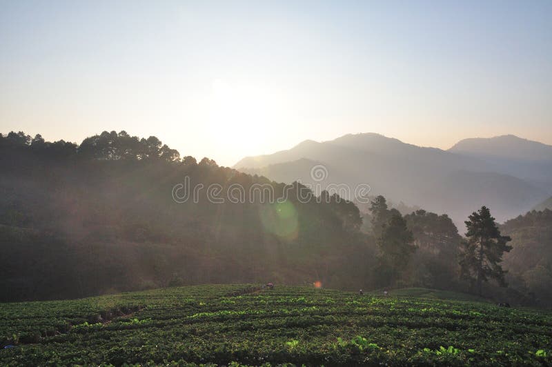 Strawberry field stock image. Image of natural, food - 42881515