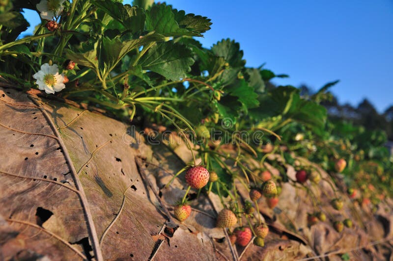 Strawberry field stock photo. Image of fruit, berry, healthy - 42881686