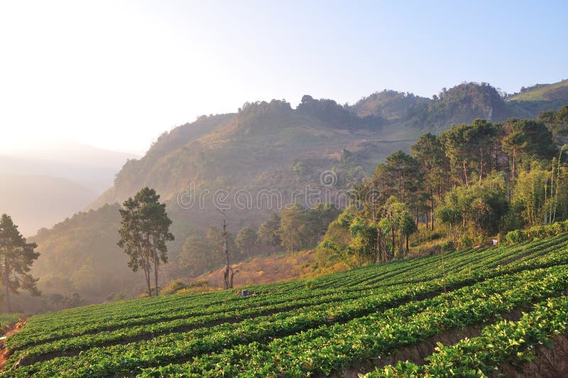 Strawberry field stock photo. Image of farm, gourmet - 42882012