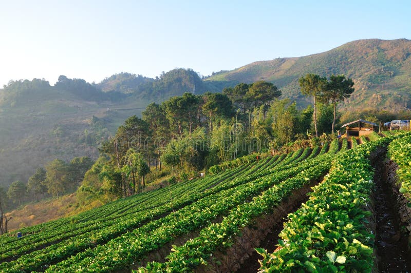 Strawberry field stock image. Image of freshness, refreshment - 42882043