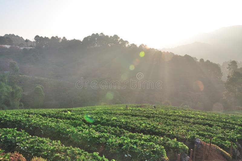 Strawberry field stock image. Image of foliage, scene - 42882095