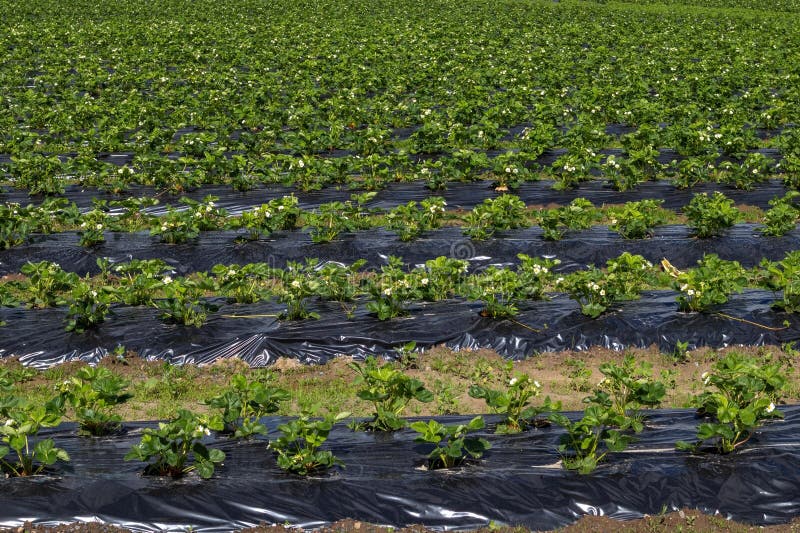 Strawberry Field in Bloom, Lumijoki Finland Stock Image - Image of leaf ...